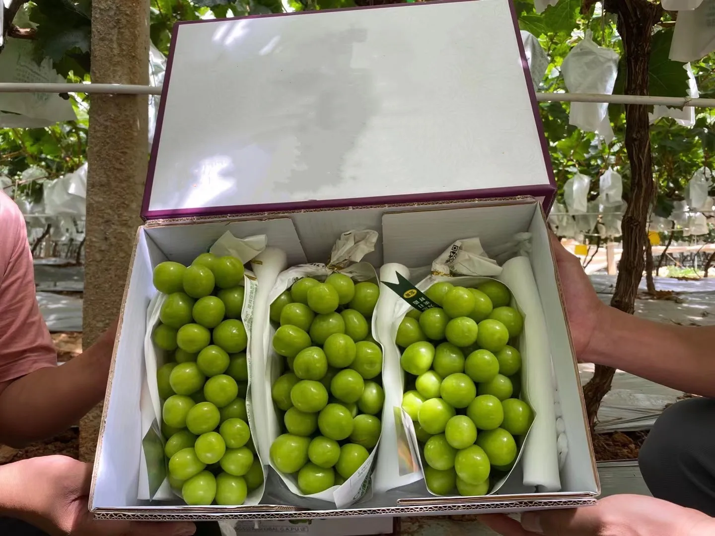 Delicious Sweet Green Fresh Grapes Bulk Organic - Buy Bulk Grapes ...