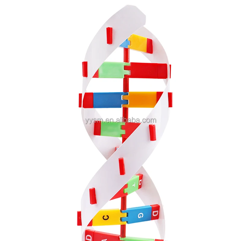 Dna Color Double Helix Educational Model Of Dna Structure Model - Buy ...