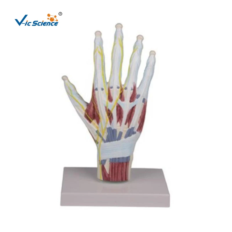 Hand Anatomy Structure Model Hand Anatomical Models - Buy Hand Anatomy ...