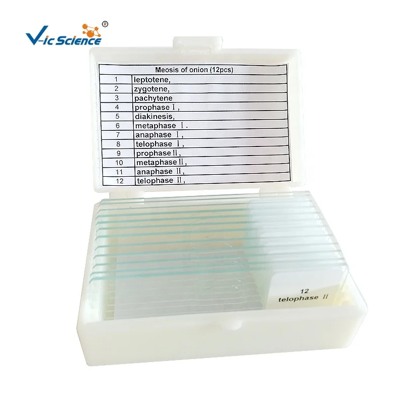 Onion Anther Meiosis 12pcs Microscope Prepared Botany Slides - Buy ...