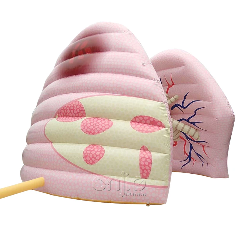 Realistic Inflatable Lungs - Educational Display Balloons