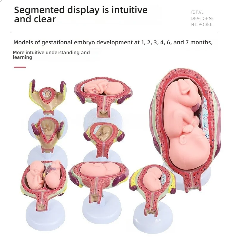 Medical Education Model PVC Human Embryo and Fetus Development for ...