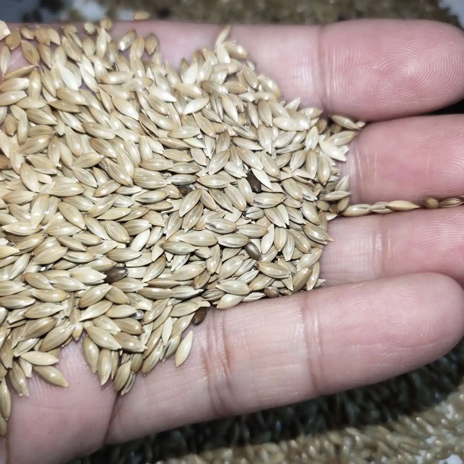 Bulk Bird Food - NON GMO Dried Seed Canary Seeds for Birds