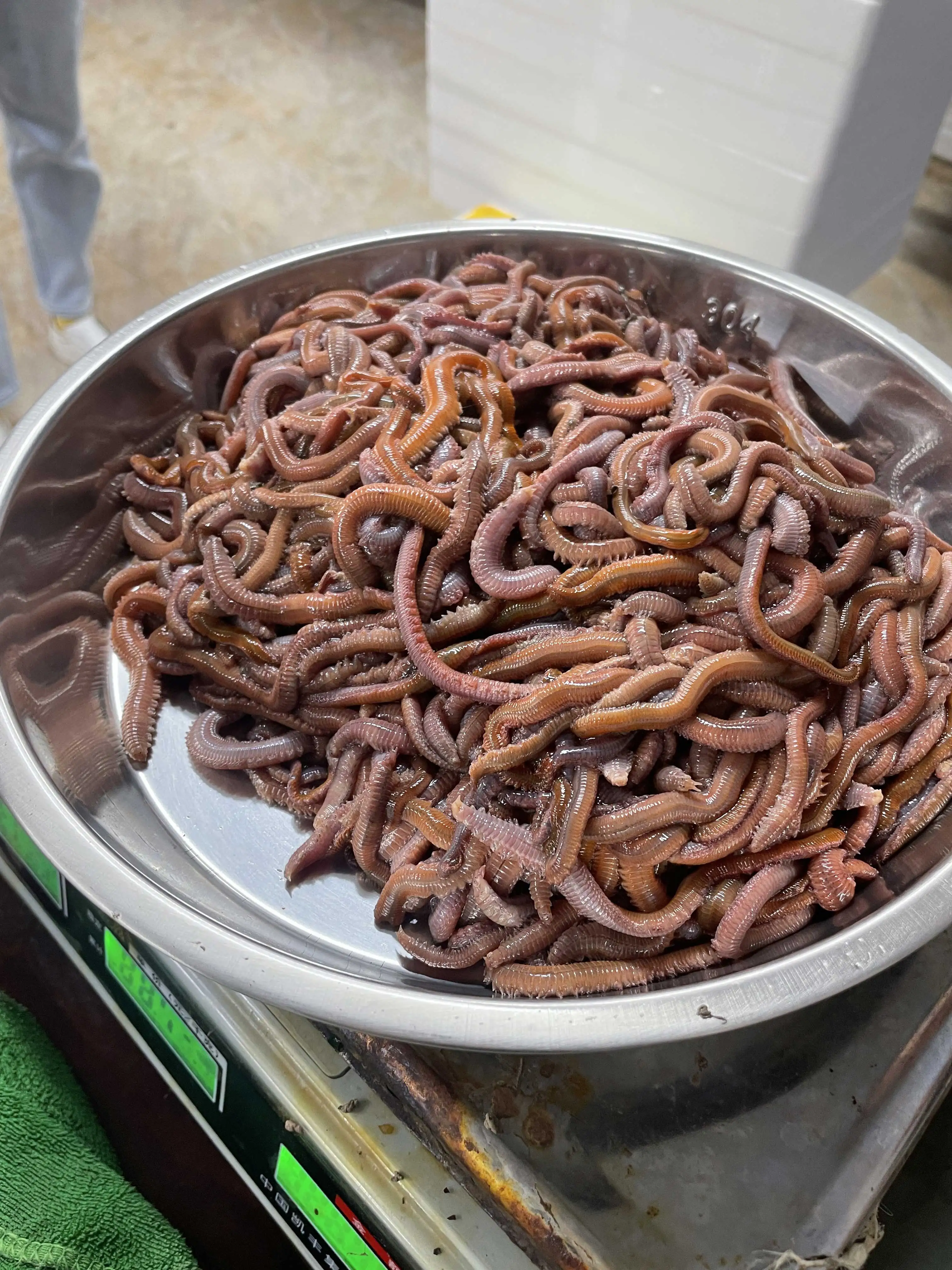 Live Lugworm Suppliers Of Live Bait For Sea Fishing To Export Live ...