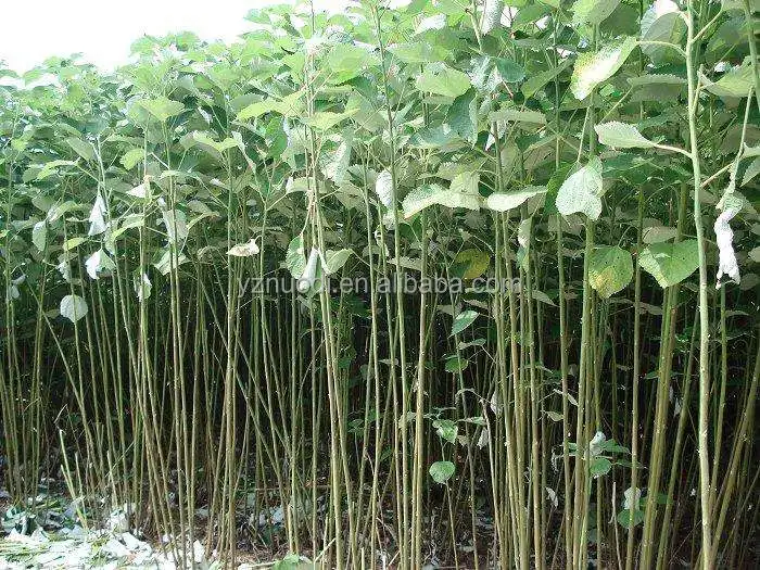 Philippines Abaca Fiber Decorticator - Efficient & Durable