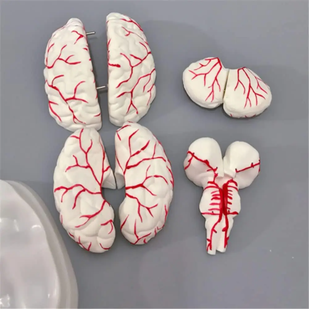 Brain Structure Model Anatomy Anatomical Cerebral Cortex Nerve Model 1: ...