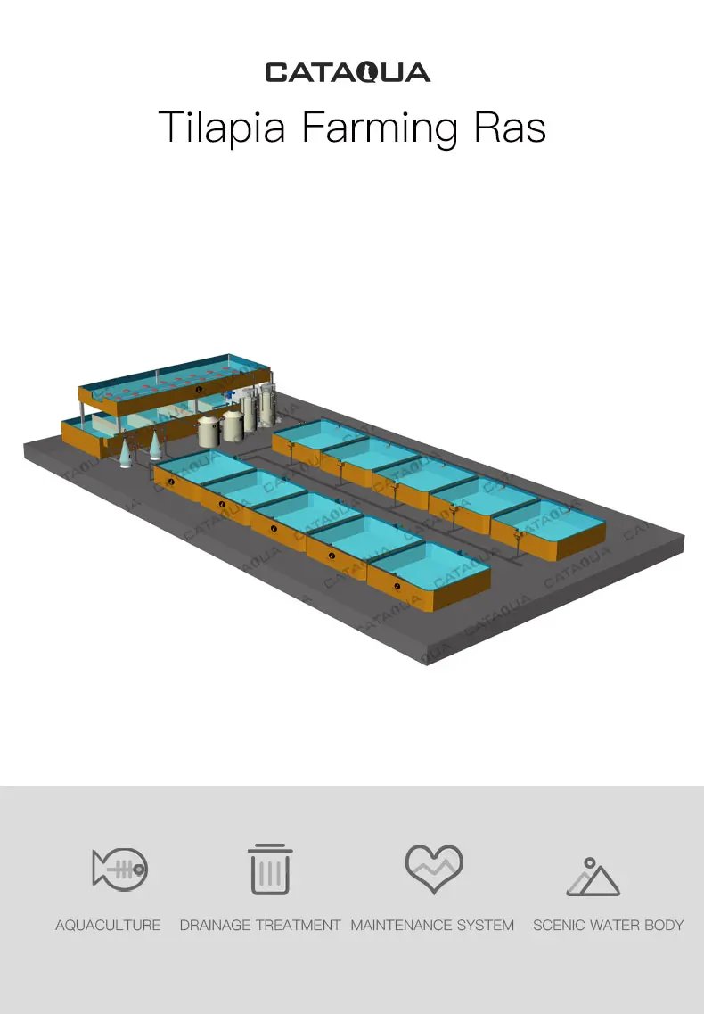 Professional Recirculating Aquaculture System Indoor Tilapia Fish ...