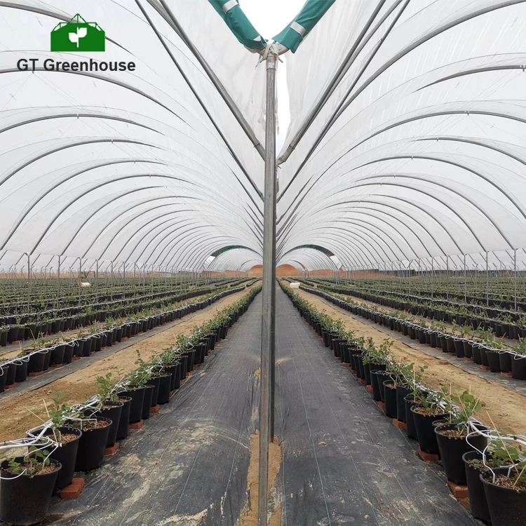 Cheap and Durable Polytunnel Greenhouse for Berry Growth