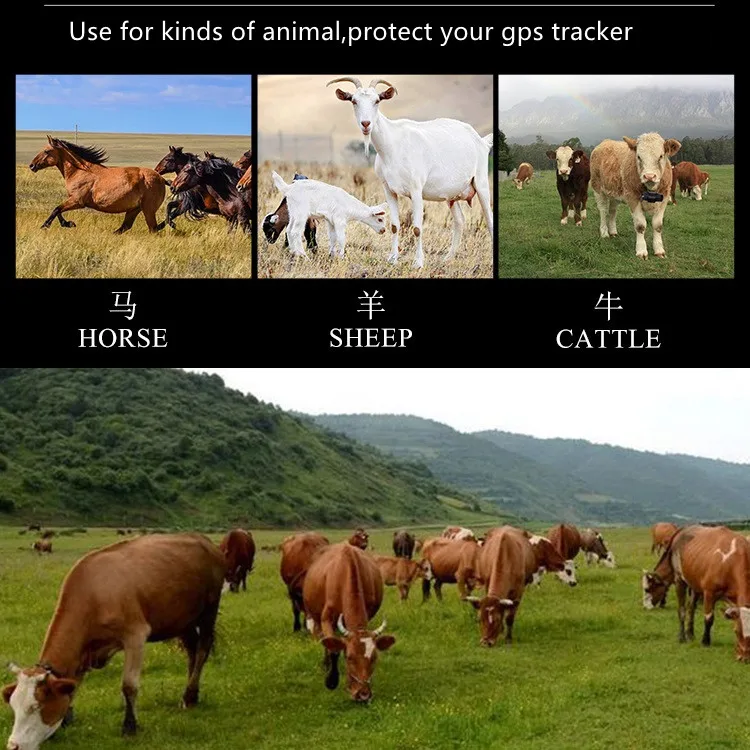 Cattle Sheep GPS Tracker Collar - Universal GPS Tracking Device for ...
