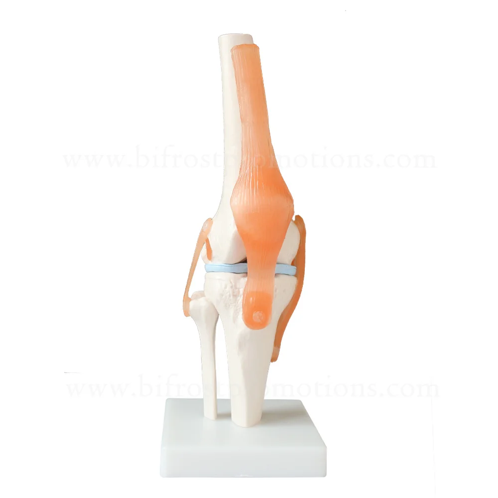 Human Life Size Skeleton Anatomical Joint Knee Model| Alibaba.com