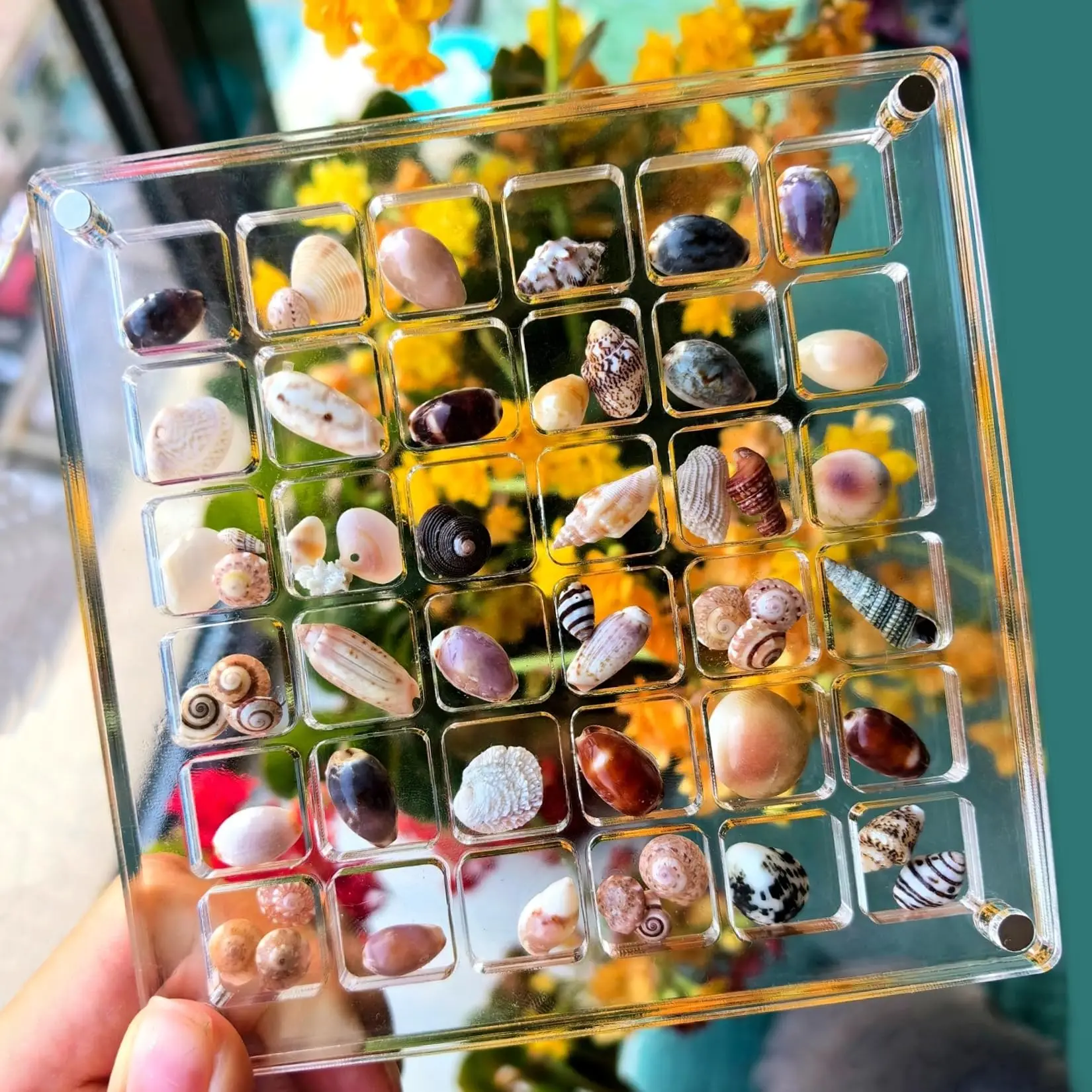 32 Grids 64 Grids Custom Clear Small Seashell Storage Display Organizer ...