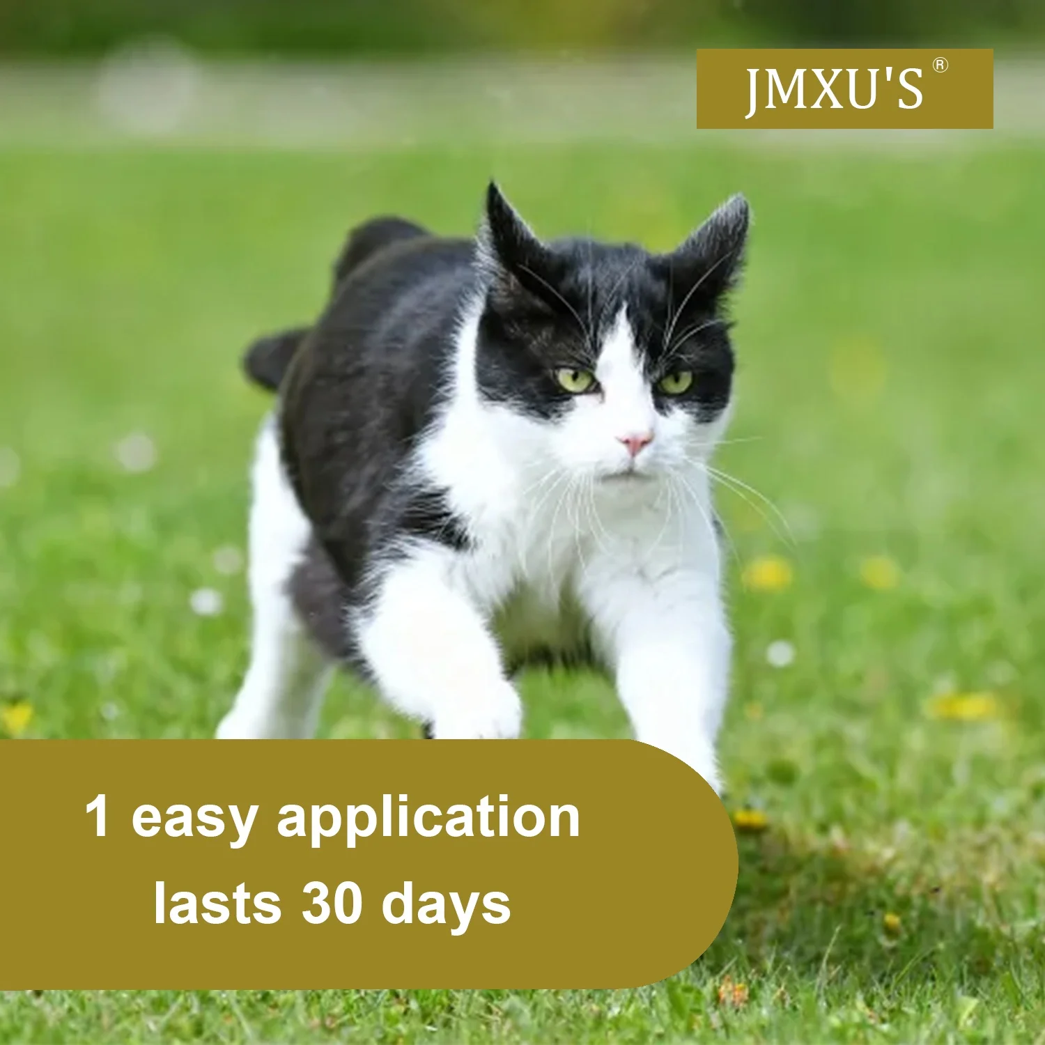 Herbal Flea Treatment Topical Drops,Made With Pure Essential Oils ...