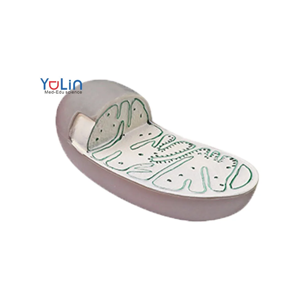 Plastic Organelles Structure Model Cell Model for Teaching Biology ...