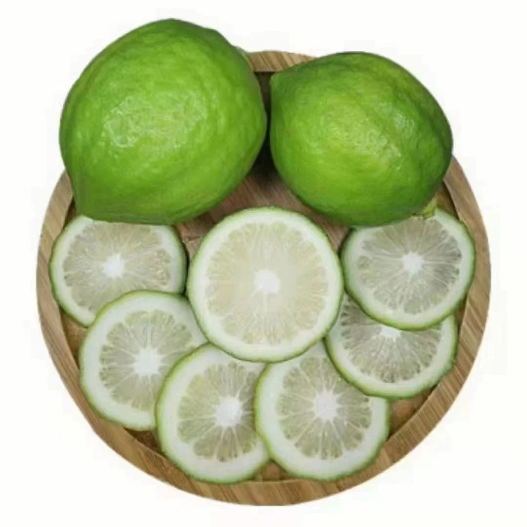 Fresh Limes Rich in Vitamin C 100% Natural Limes Originate from Vietnam ...
