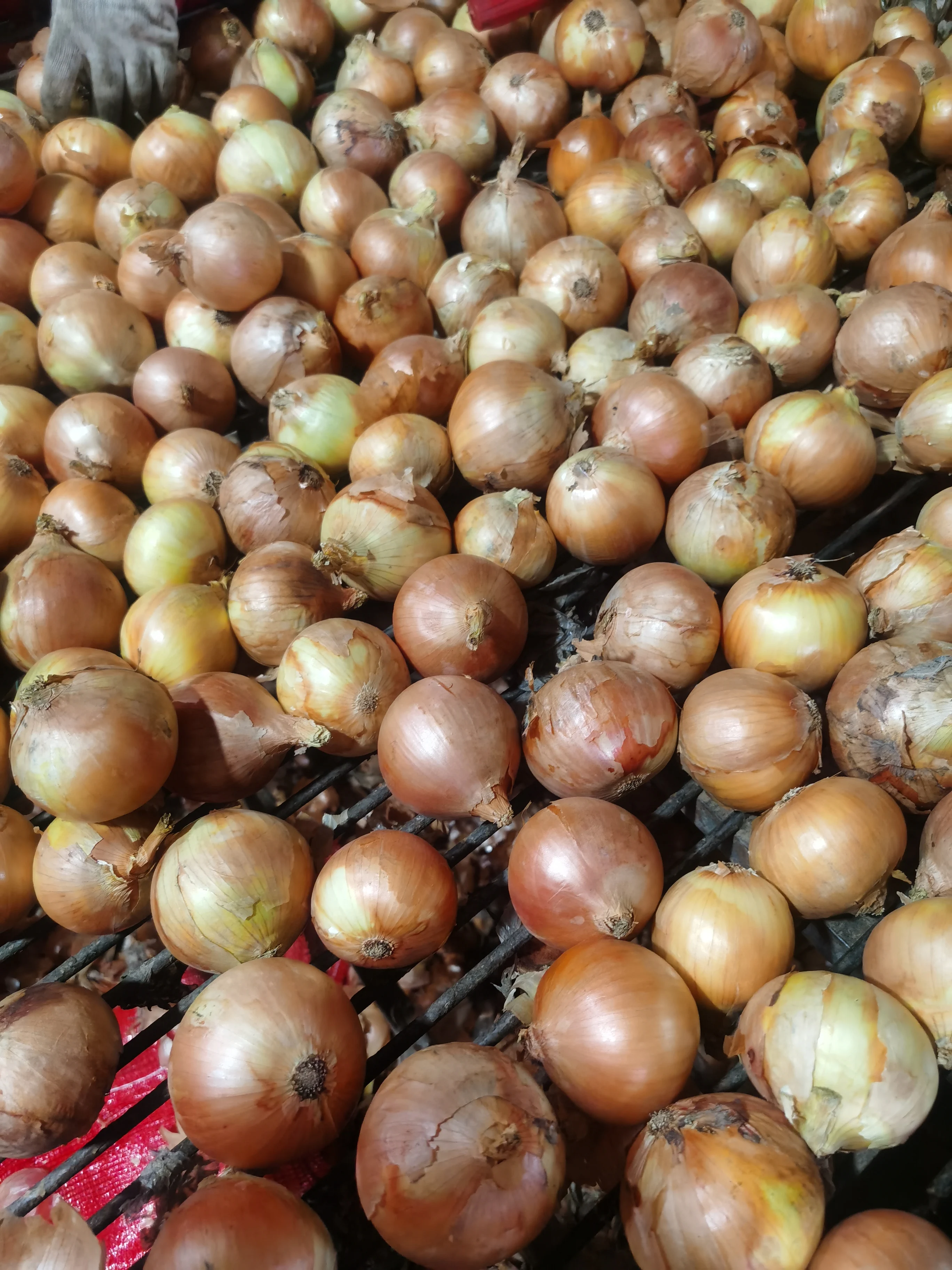 New Crop Fresh Onion Factory High Quality Fresh Yellow Onion Non-peeled ...