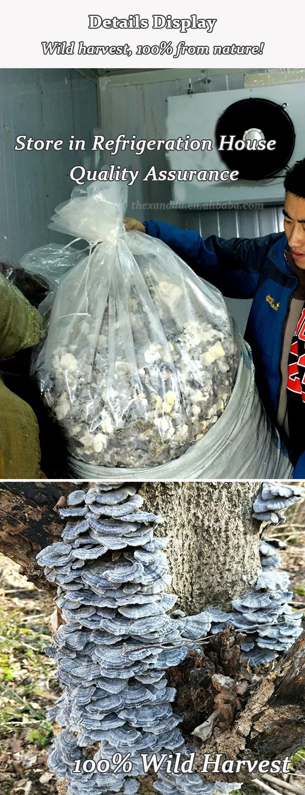 Xanadu Turkey Tail Wild Mushroom Dried Flavor Herb Tea for Tincture ...