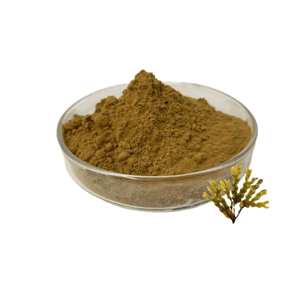 Hot Sale Bladderwrack Powder Fucus Vesiculosus Extract 10:1 Fucus ...