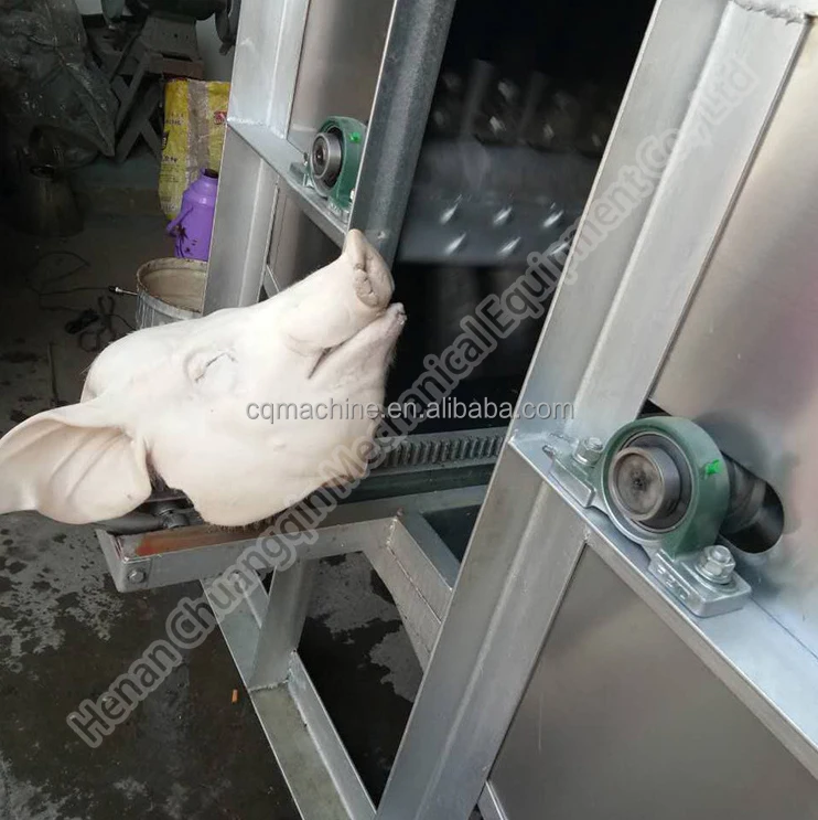 Fully Automatic Pig Head Dehairing Machine with Bearing Components High ...