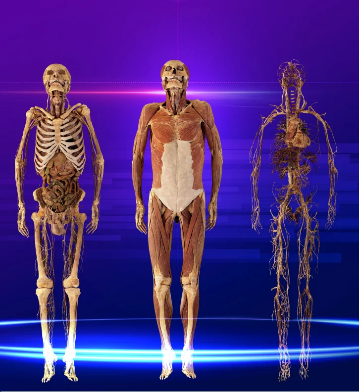 Anatomage 3D Human Anatomy System - Advanced Medical Learning