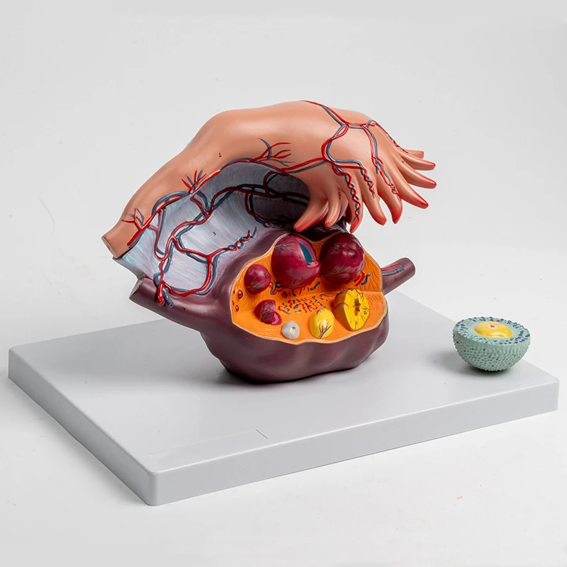 Anatomical Model of Female Uterus & Ovary - Educational Tool