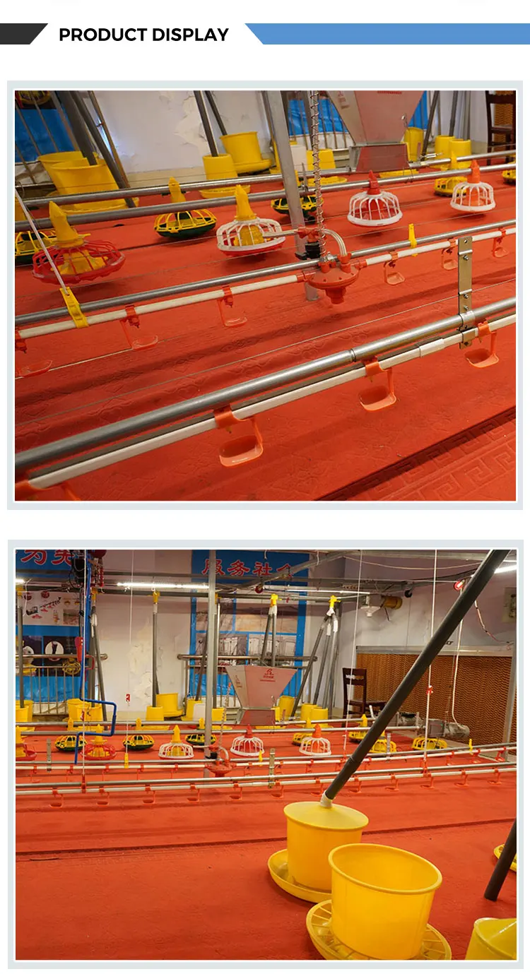 Automatic Chicken Raising Broiler Floor Raising System With Ground ...