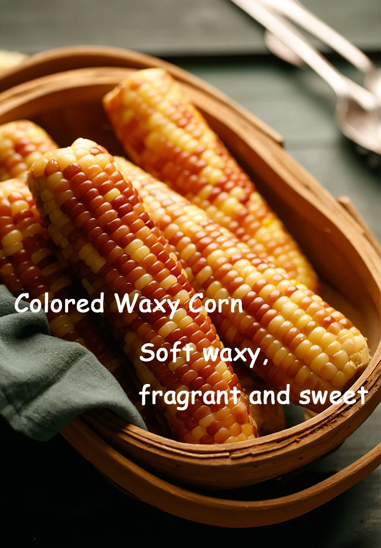 Fresh Vacuum Packing Vegetable Mottled Waxy Corn Single Cob - Buy Fresh ...