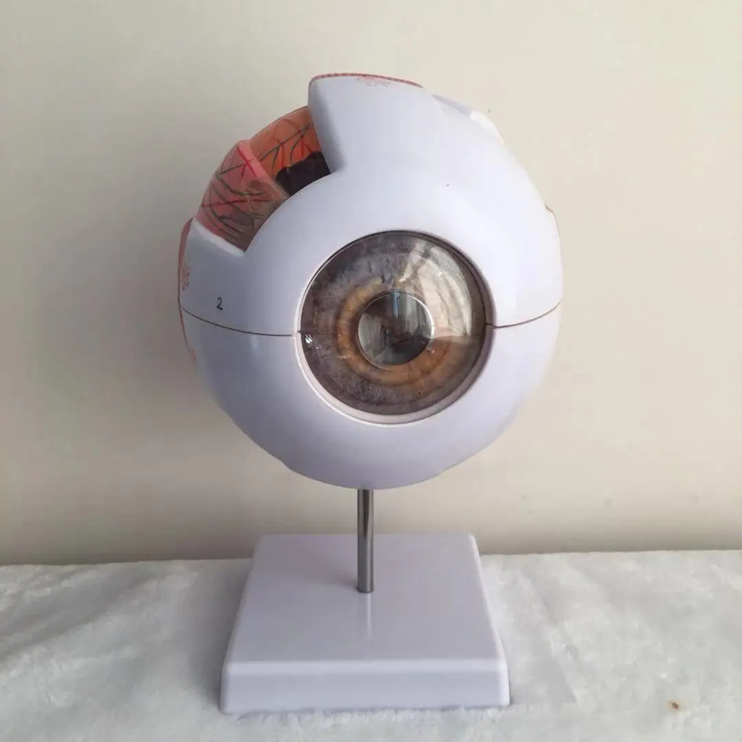 6 Times Magnified Eyeball Model - High-Quality Teaching Resource