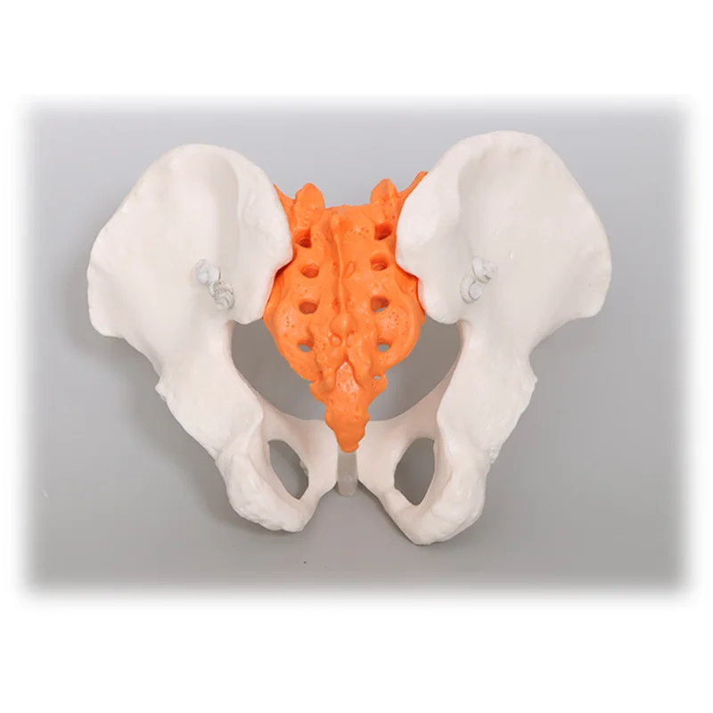 Human Skeletal Anatomical Model with Sacrum and Hip Scalable Mini ...