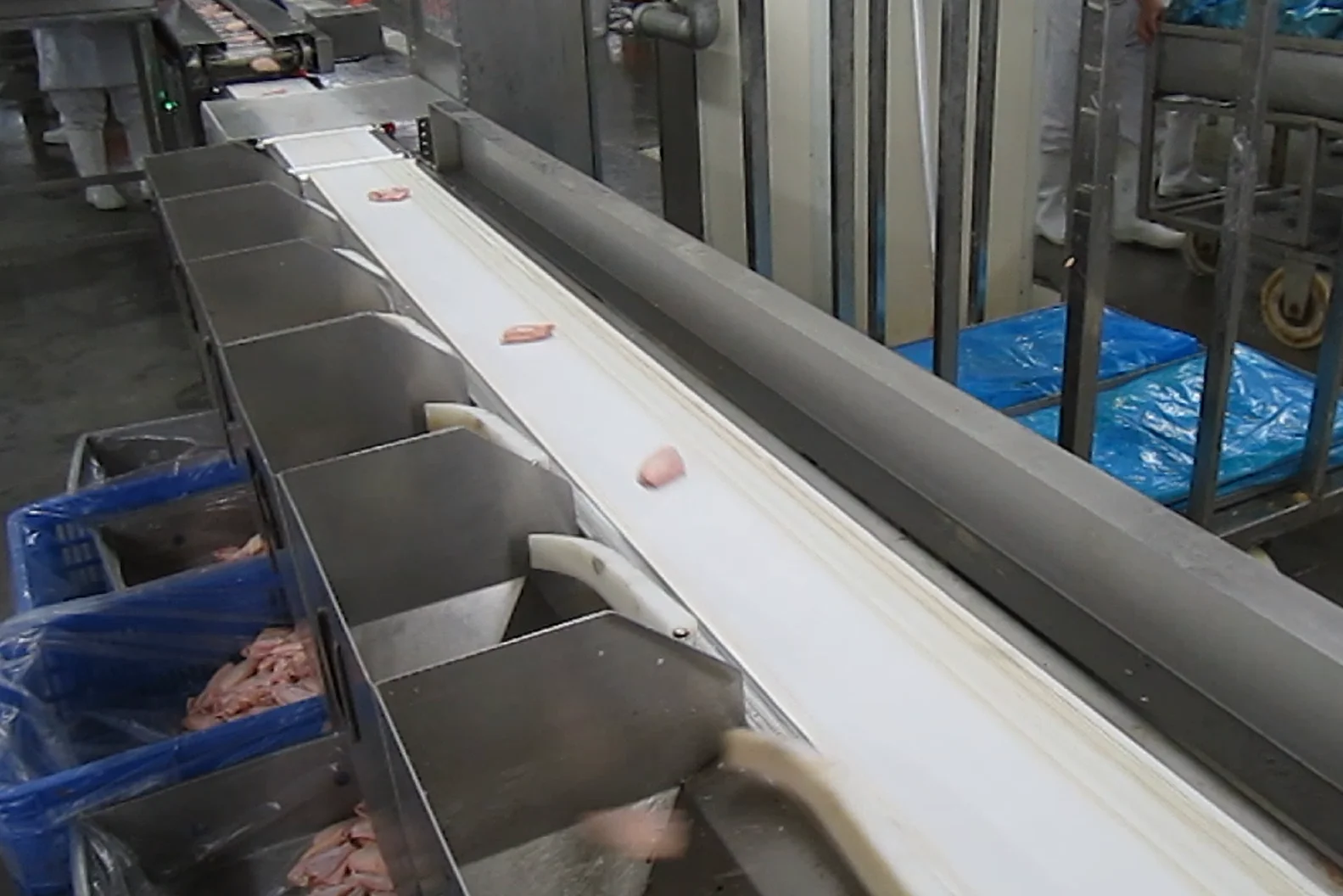 Automatic Weight Sorting Machine for Whole Chickens & Fish