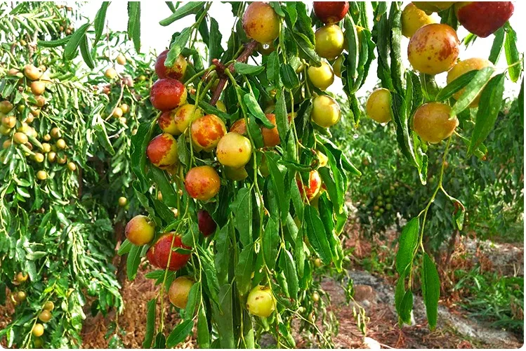 High Quality Fresh Dates Round Sweet Fresh Winter Jujube Fruits From ...