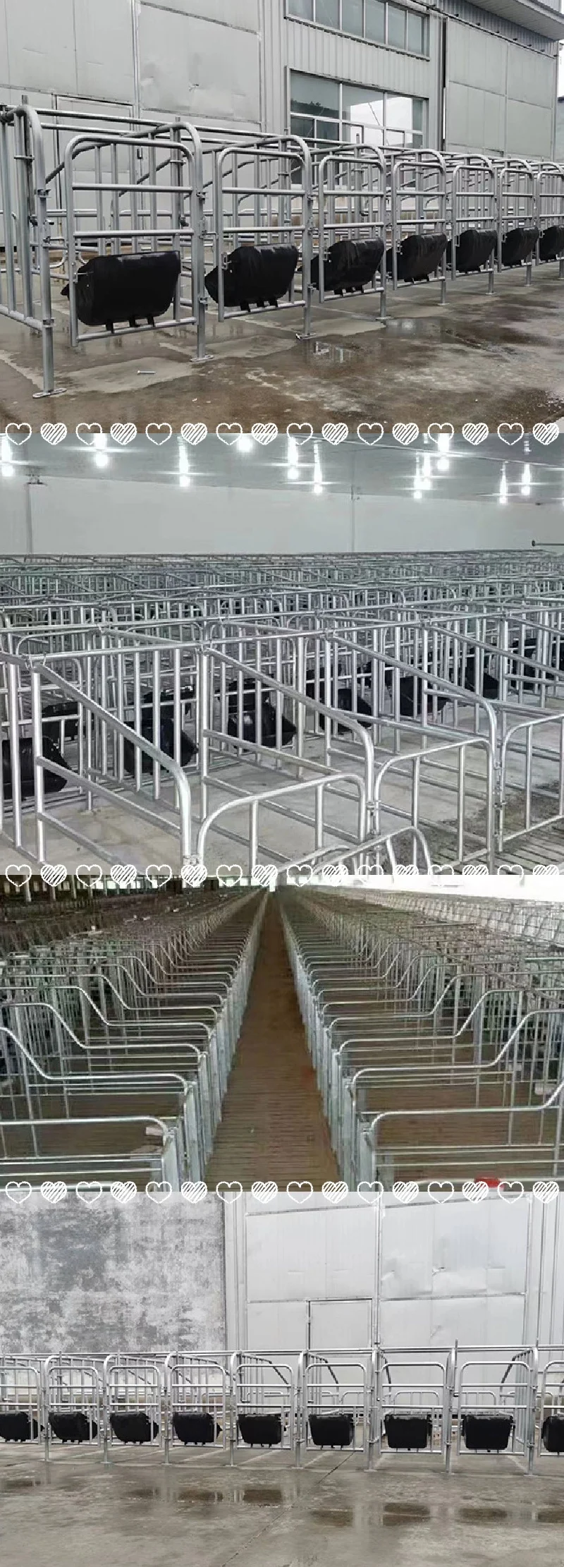New Galvanized Sow Gestation Pen with Feeder Pig House Sow Gestation ...