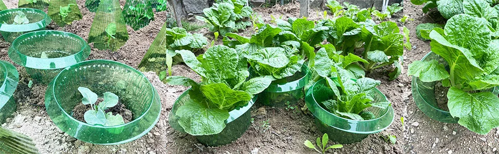 PET Plastic Garden Grow Slug and Snail Collars - Protection