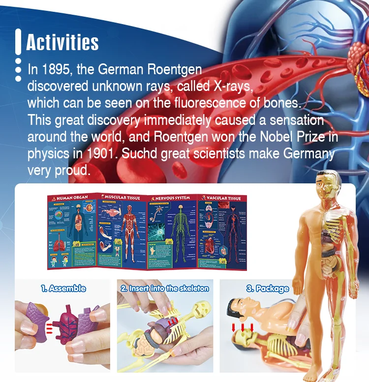 28PCS Body Parts Sets - Interactive Human Body Anatomy Kit