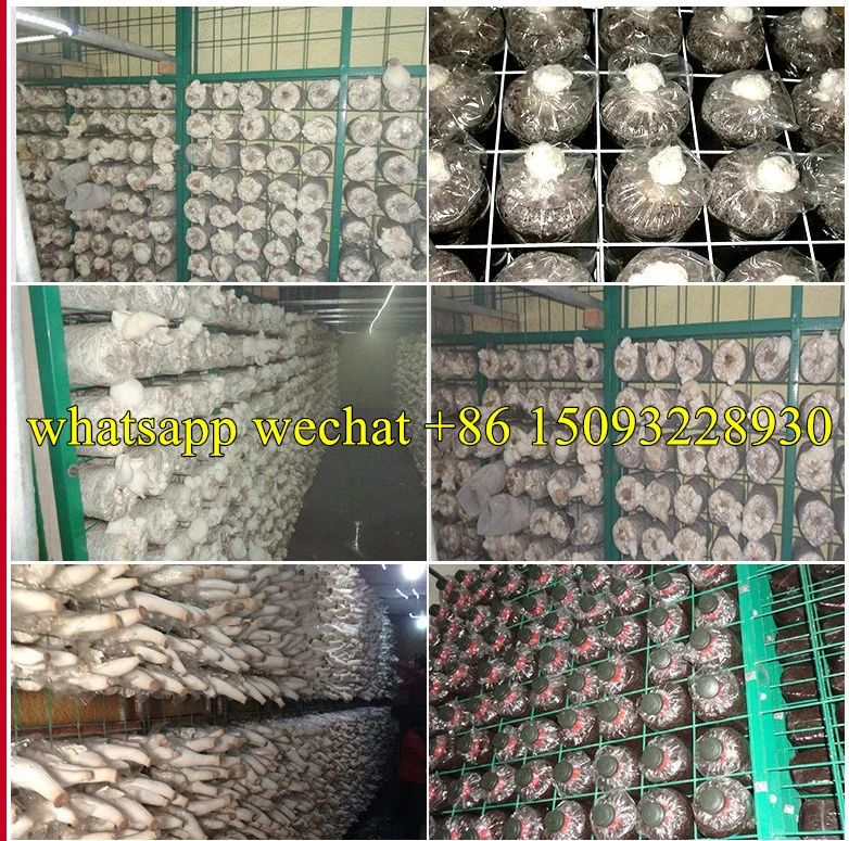 Industrial Steam Double Door Oyster Mushroom Sawdust Bags Spawn Substrate Cultivation Autoclave ...