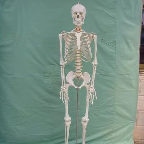 Alibaba.com: 180 cm Life Size Human Skeleton PVC Plastic Bone Model for ...