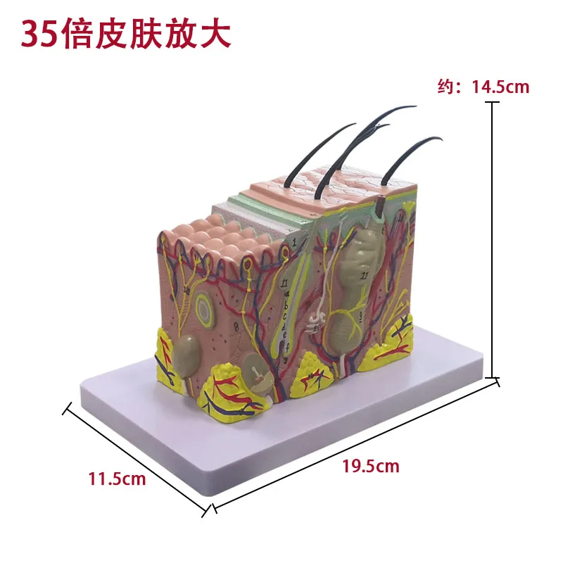 Skin Layer Block Tissue Structure Anatomy Hair Follicle 35X