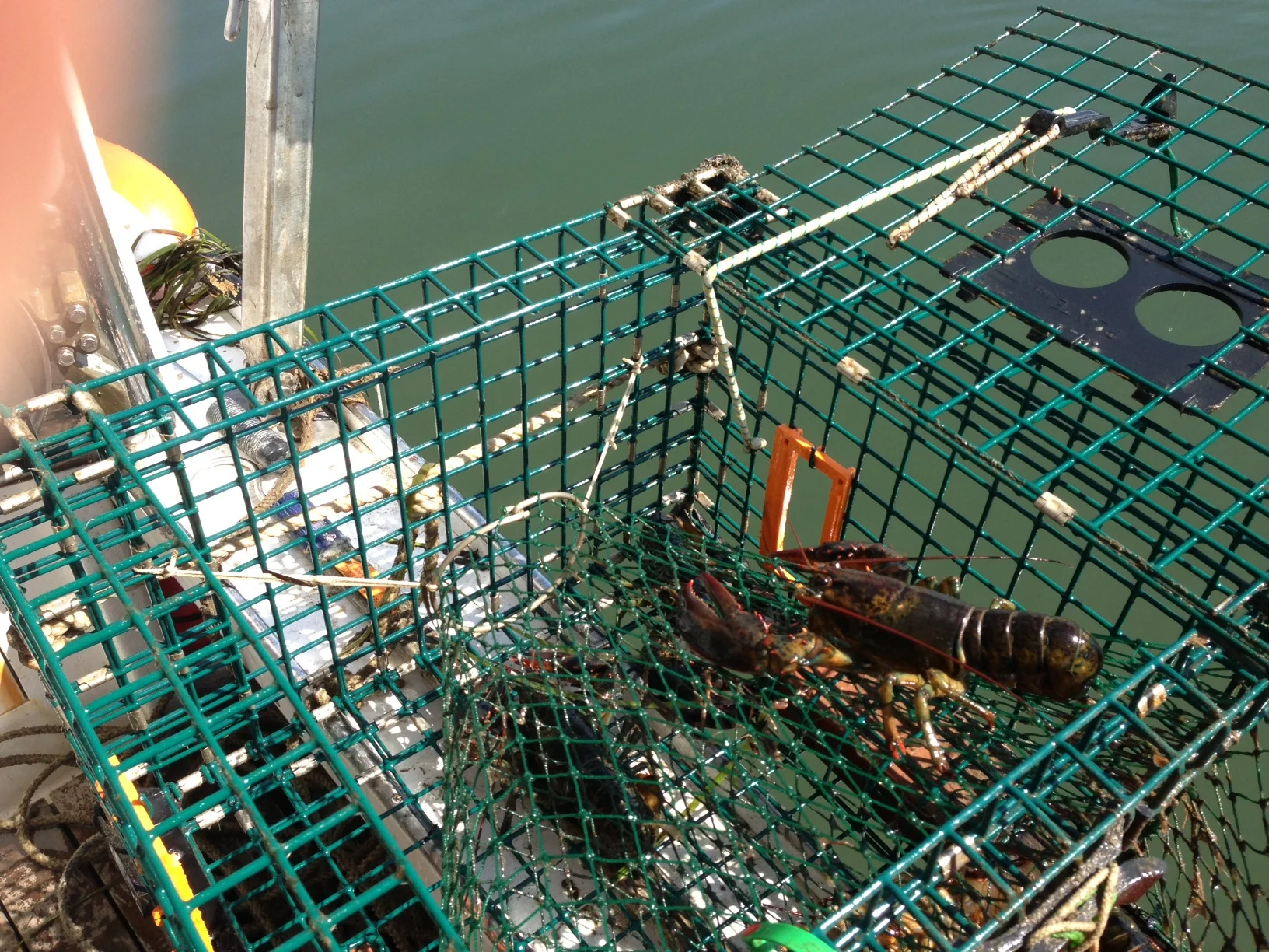 1.5 Inch Fish Crab Crawfish Trap - PVC Coated Welded Wire Mesh