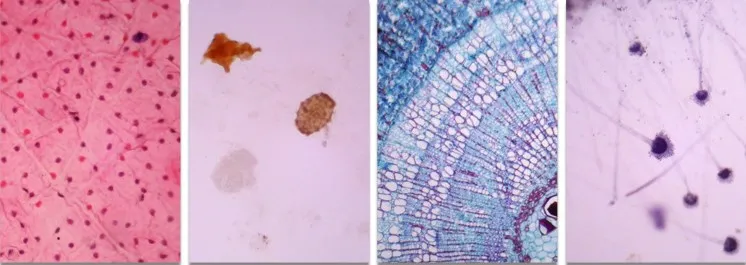 Human Prepared Blood Smear Microscope Glass Slides