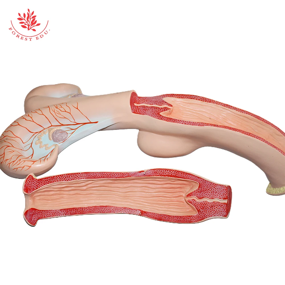 Bovine Uterus Anatomical Model - Eco-friendly Pvc Teaching Aid Oem