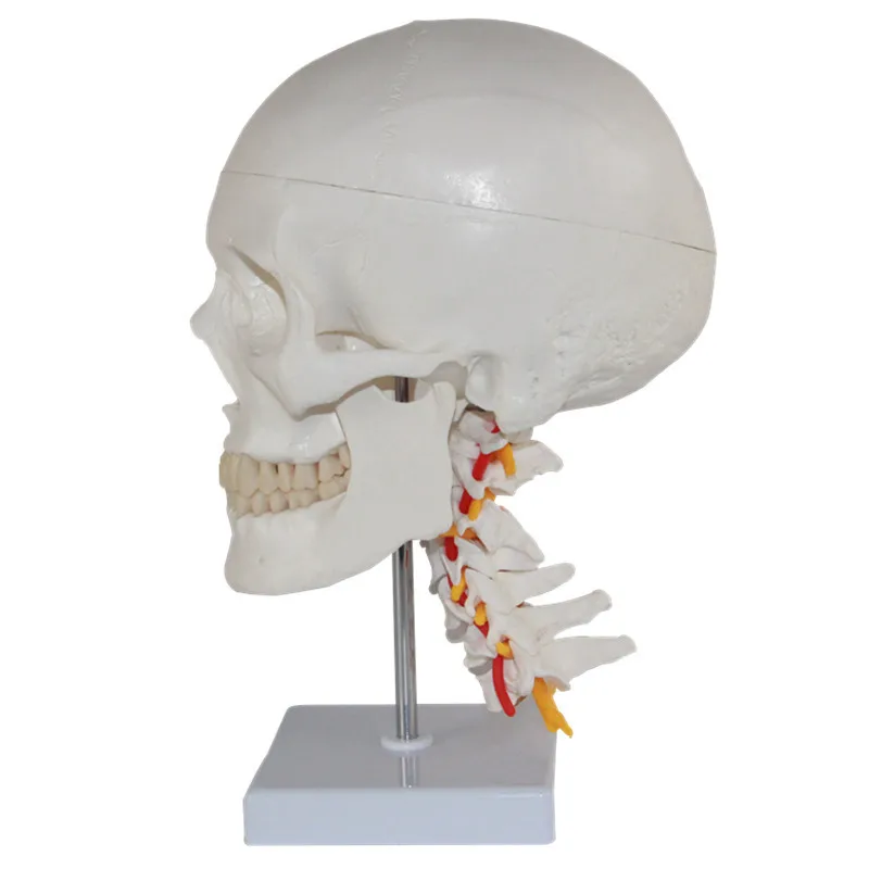Human Skeleton Model Medical Anatomical Human Skull Model With Cervical ...