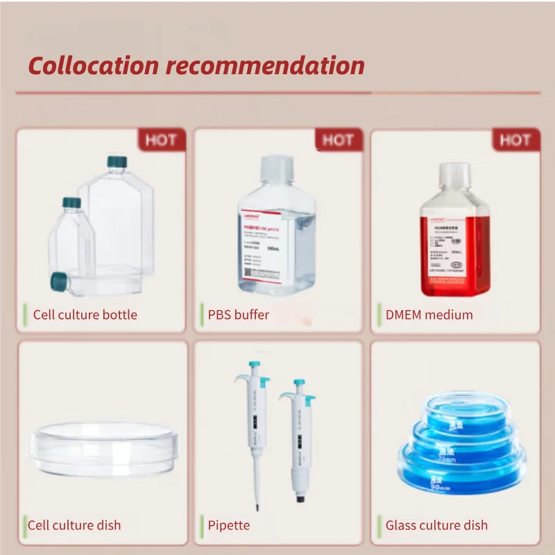 Labshark TAE Buffer for Nucleic Acid Agarose Gel Electrophoresis TRIS ...