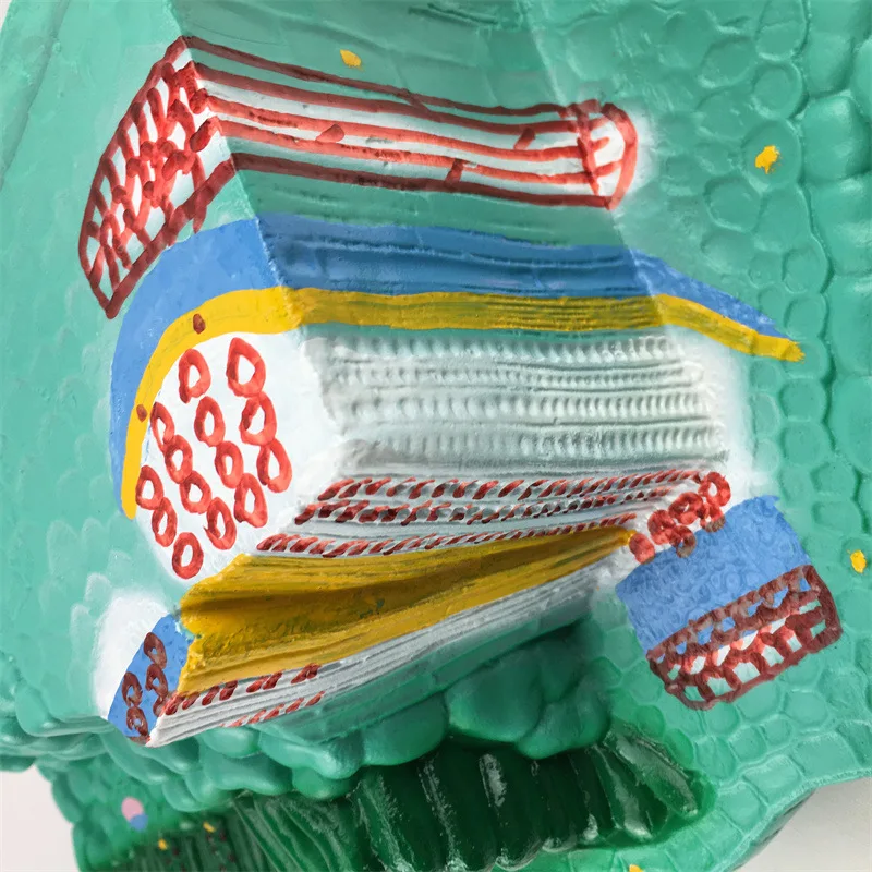 Chloroplast Structure Model Microstructure Biology Teaching Model ...