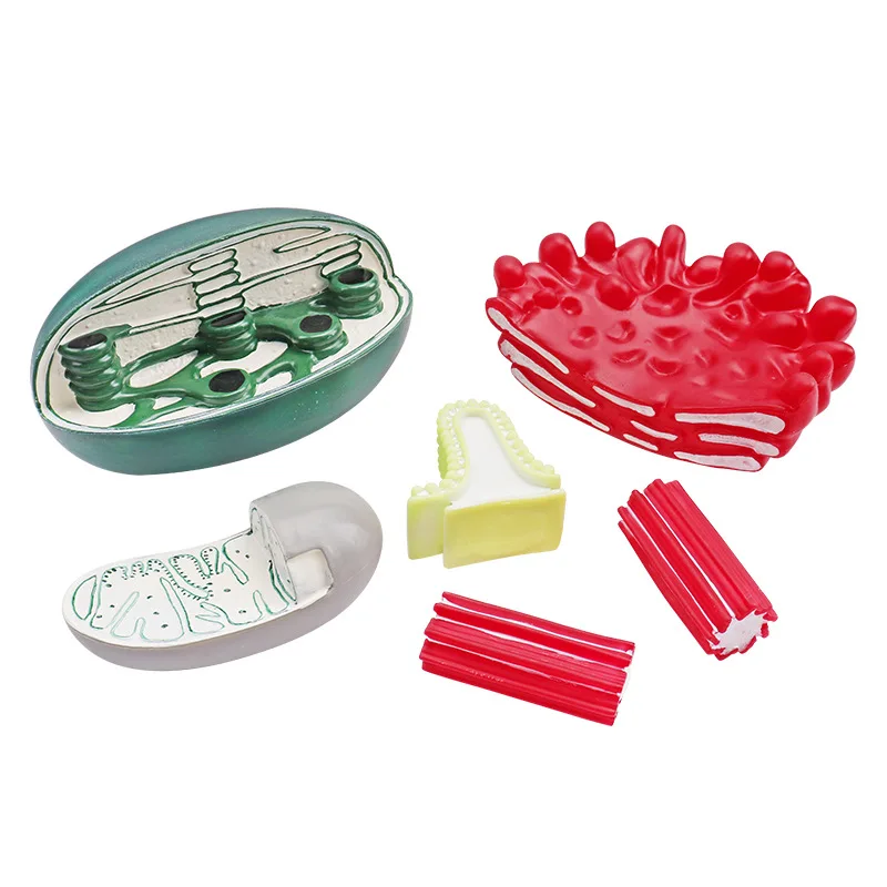 Plastic Organelles Structure Model Cell Model for Teaching Biology ...