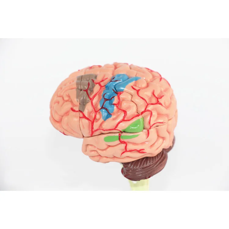 Wholesale 4D Brain Model - Detailed Human Anatomy Manikin