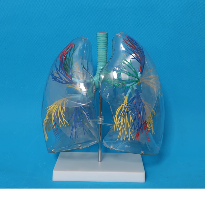 Human Skeletal Anatomy Model Transparent Lung Model| Alibaba.com