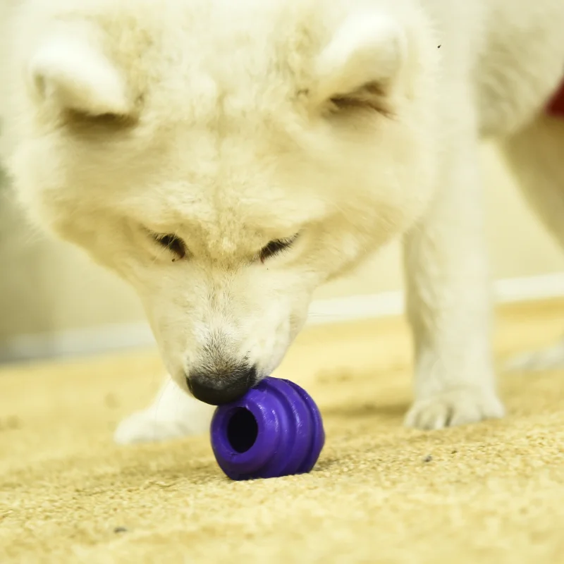 Alibaba.com: Petstar Rubber Chew Dog Toy, durable pet chew toy for dogs ...