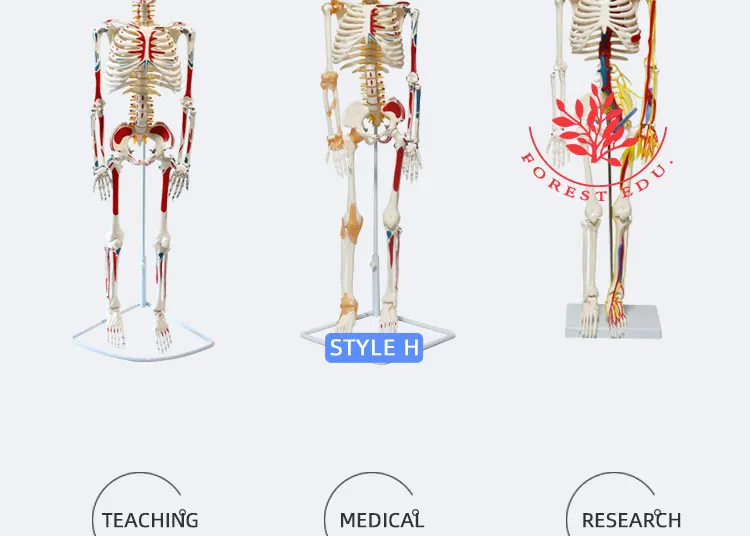 9 Kinds Of 85cm Human Skeleton Model Anatomy Medical Removable Legs ...