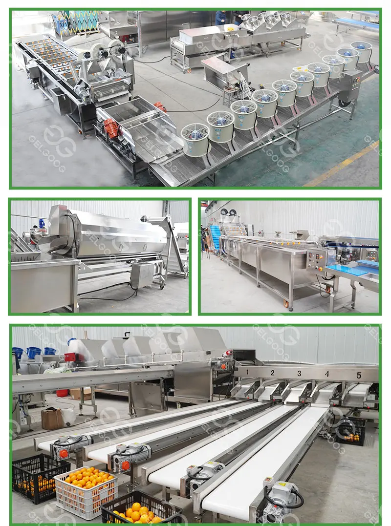 Efficient Avocado Washing and Sorting Machine by GELGOOG