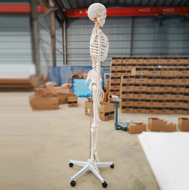 Medical Educational Human Life Size Skeleton Model 178cmTall Biological ...