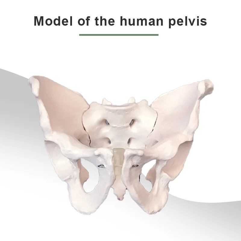 Anatomía Femenina Fotos Reales Modelo De Pelvis Femenina 1:1, Modelo